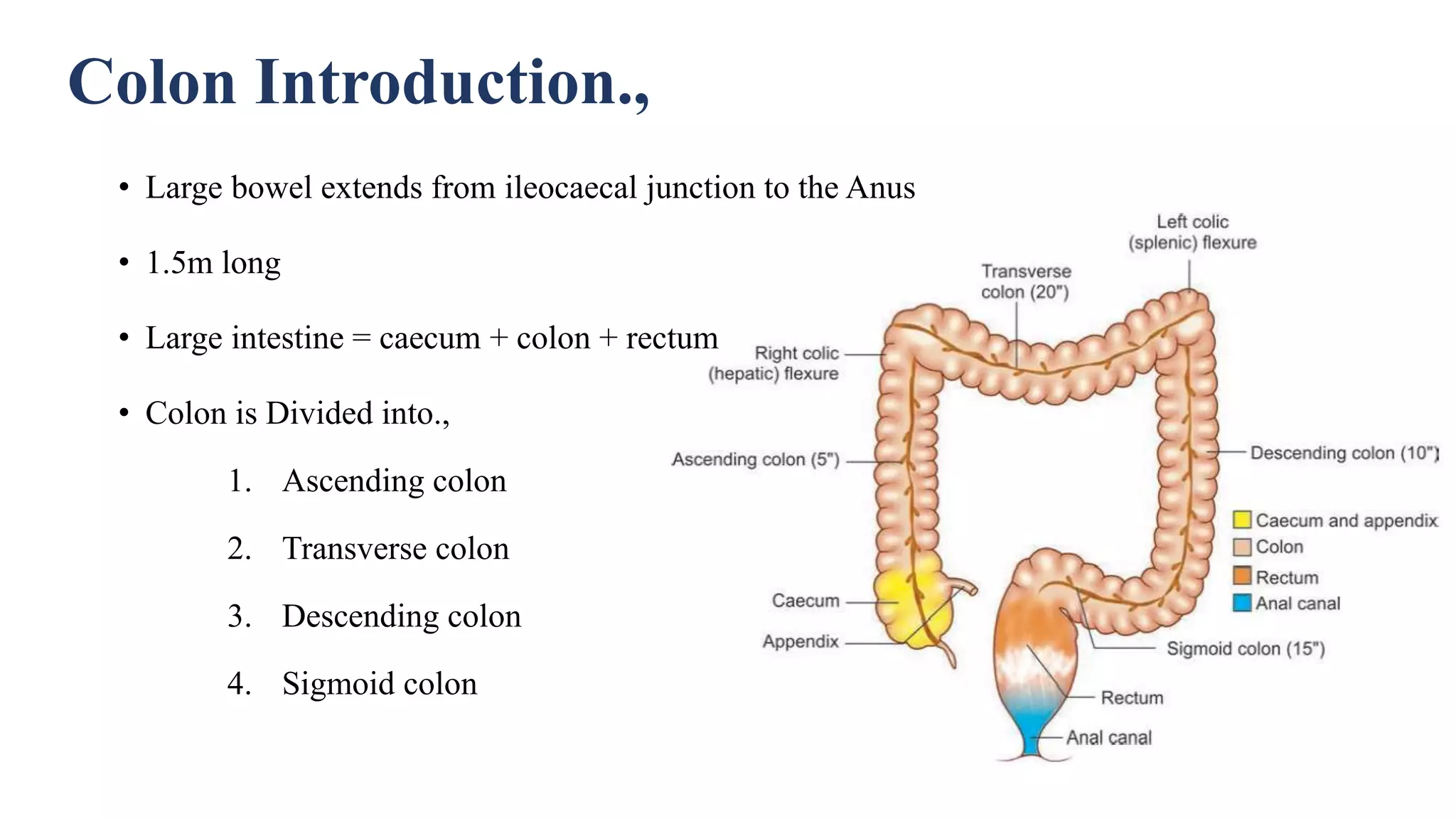 Colon anatomy | PPTX