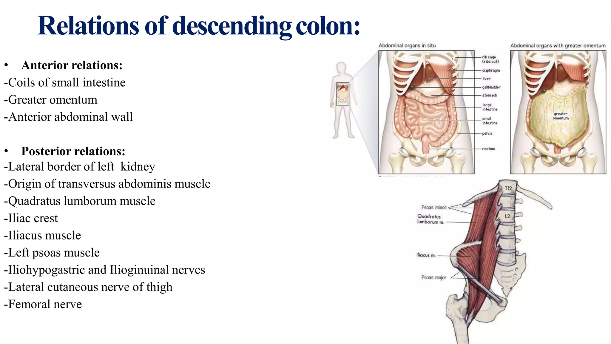 Colon anatomy | PPTX