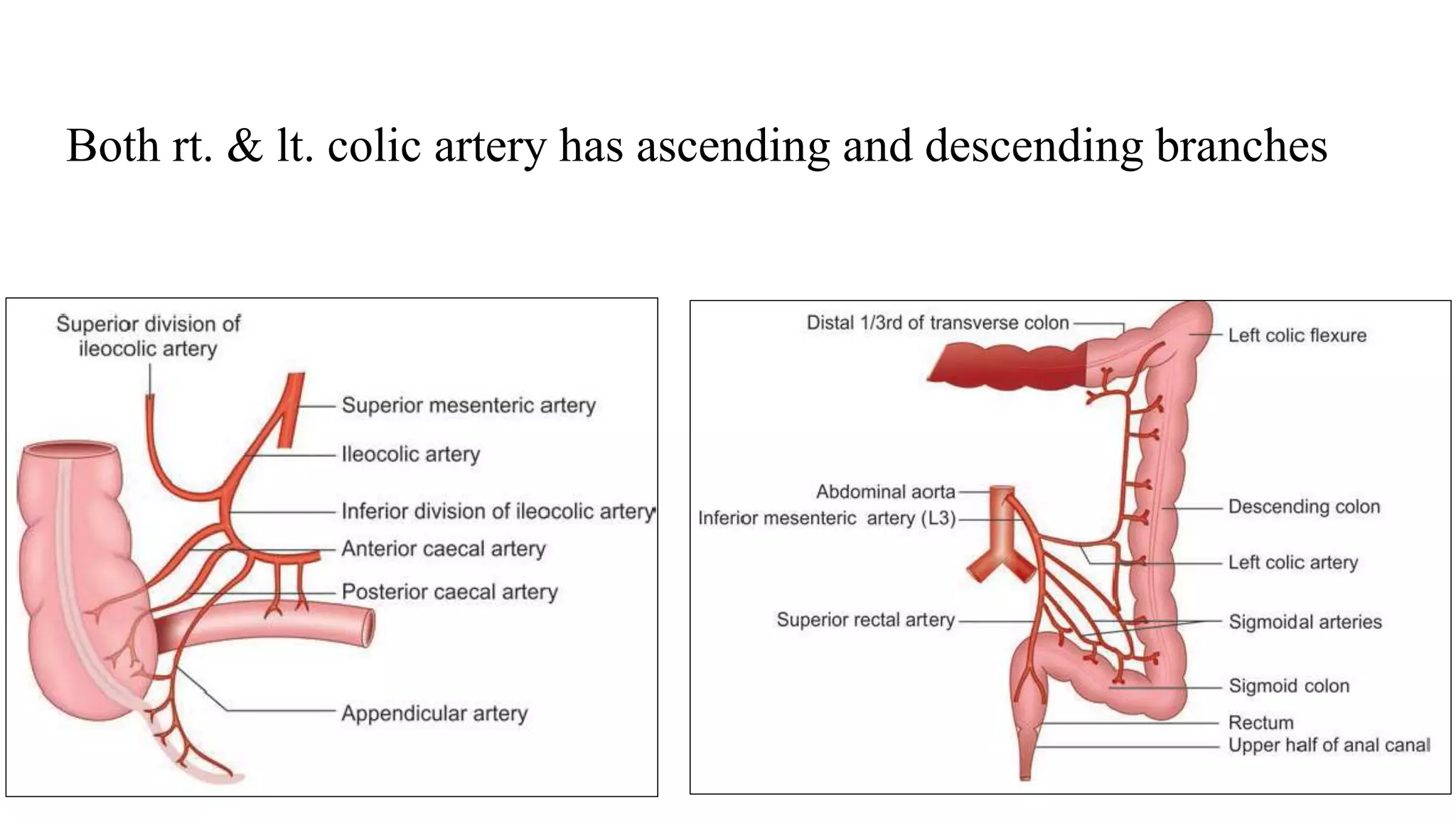 Colon anatomy | PPTX