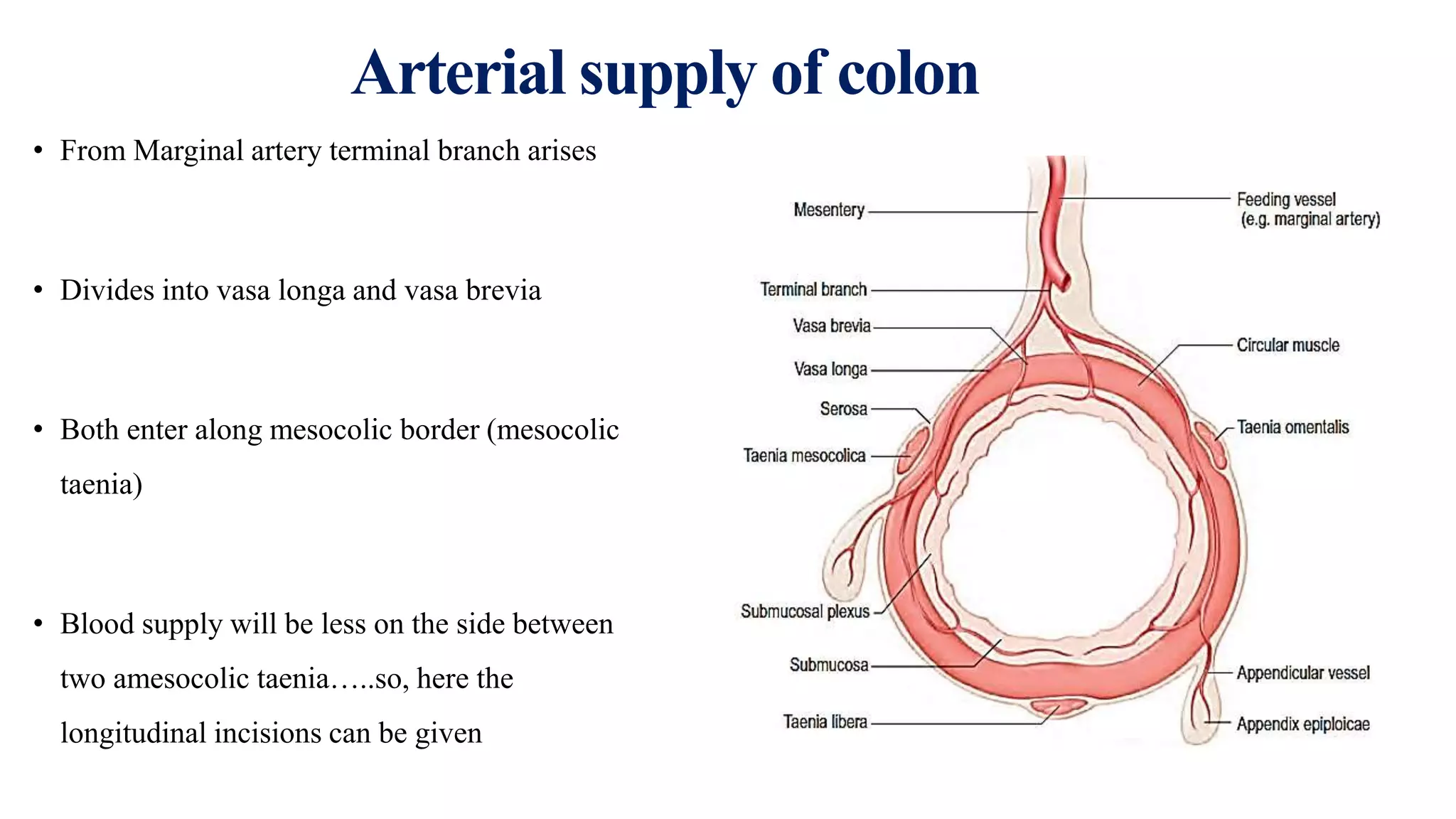 Colon anatomy | PPTX