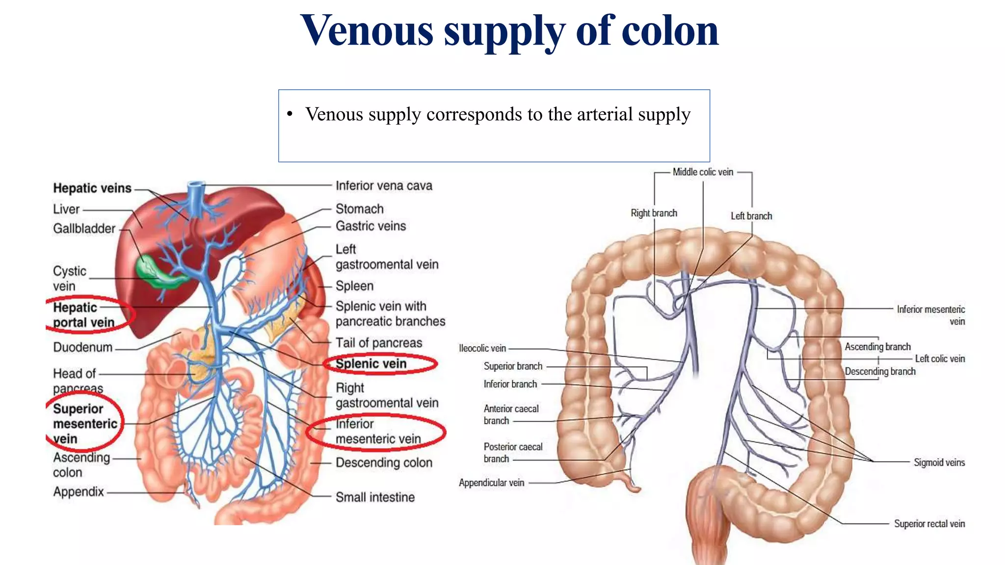 Colon anatomy | PPTX