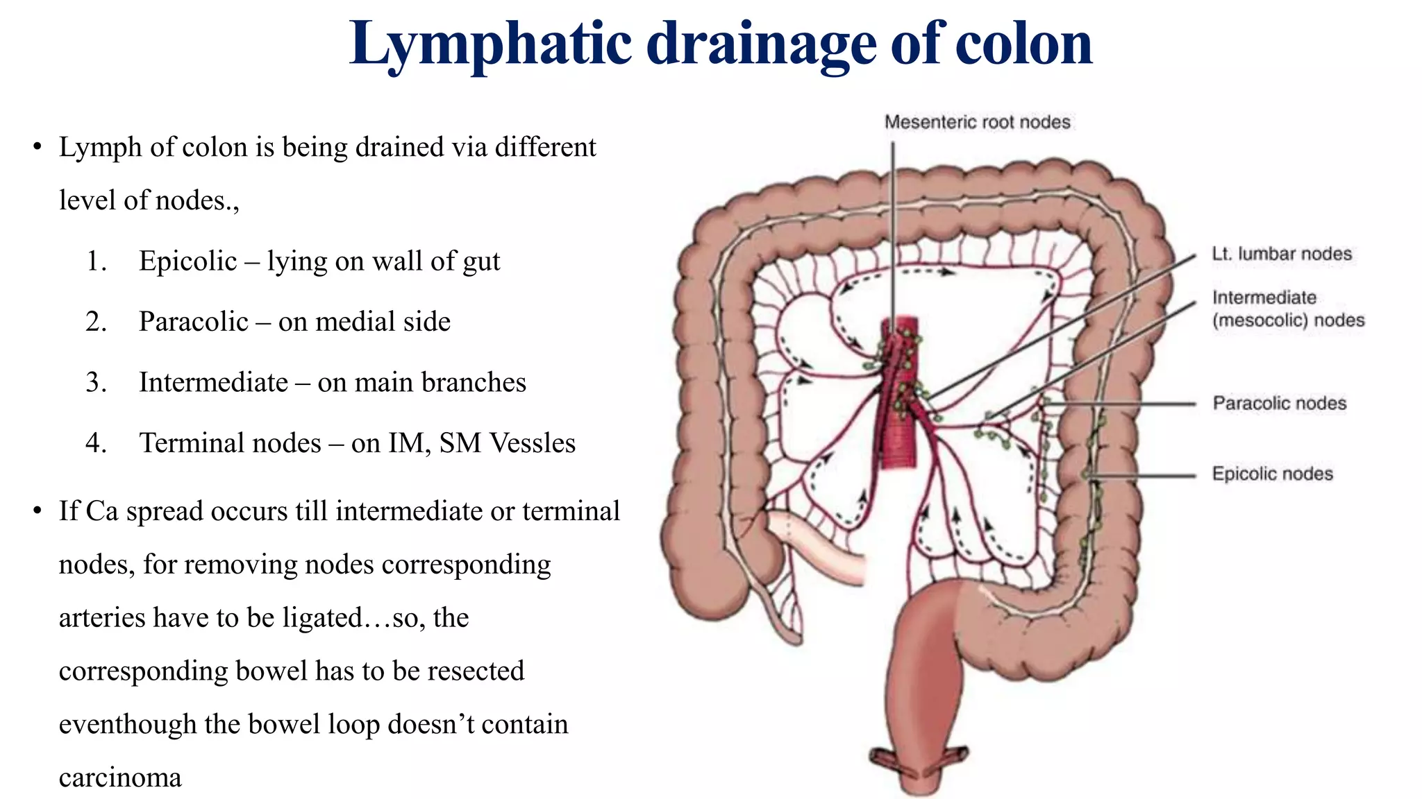 Colon anatomy | PPTX