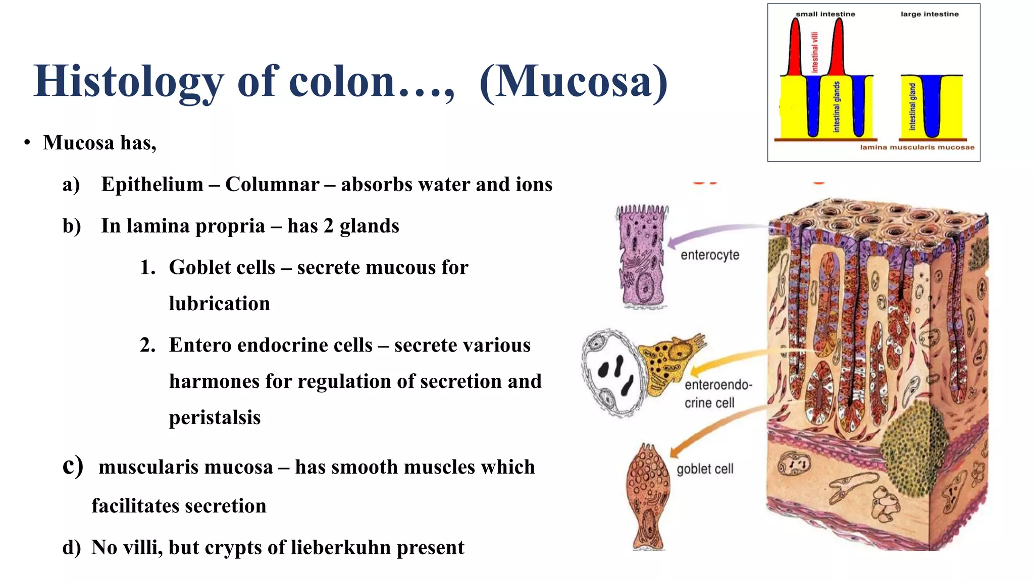 Colon anatomy | PPTX