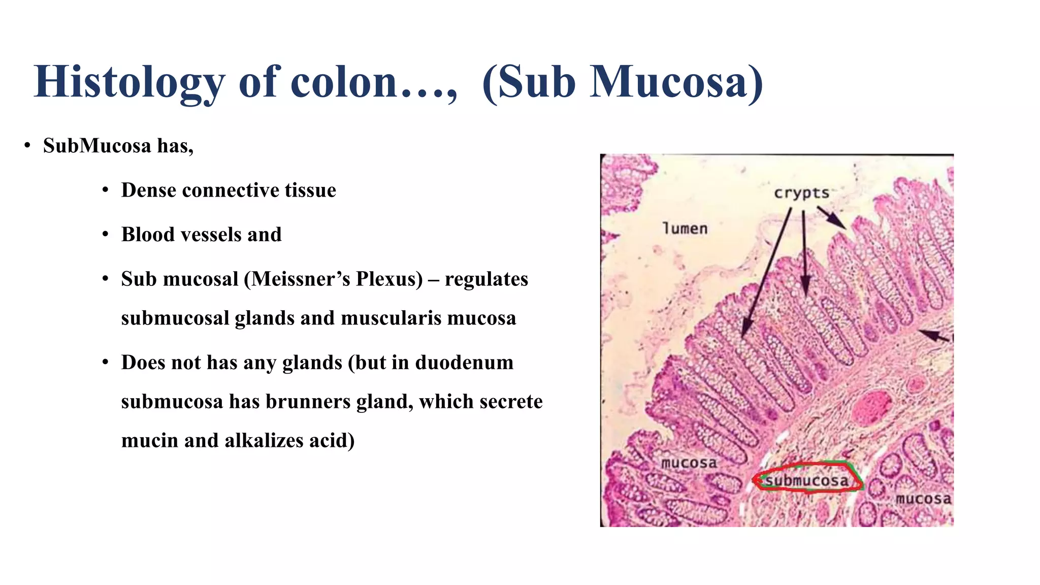 Colon anatomy | PPTX