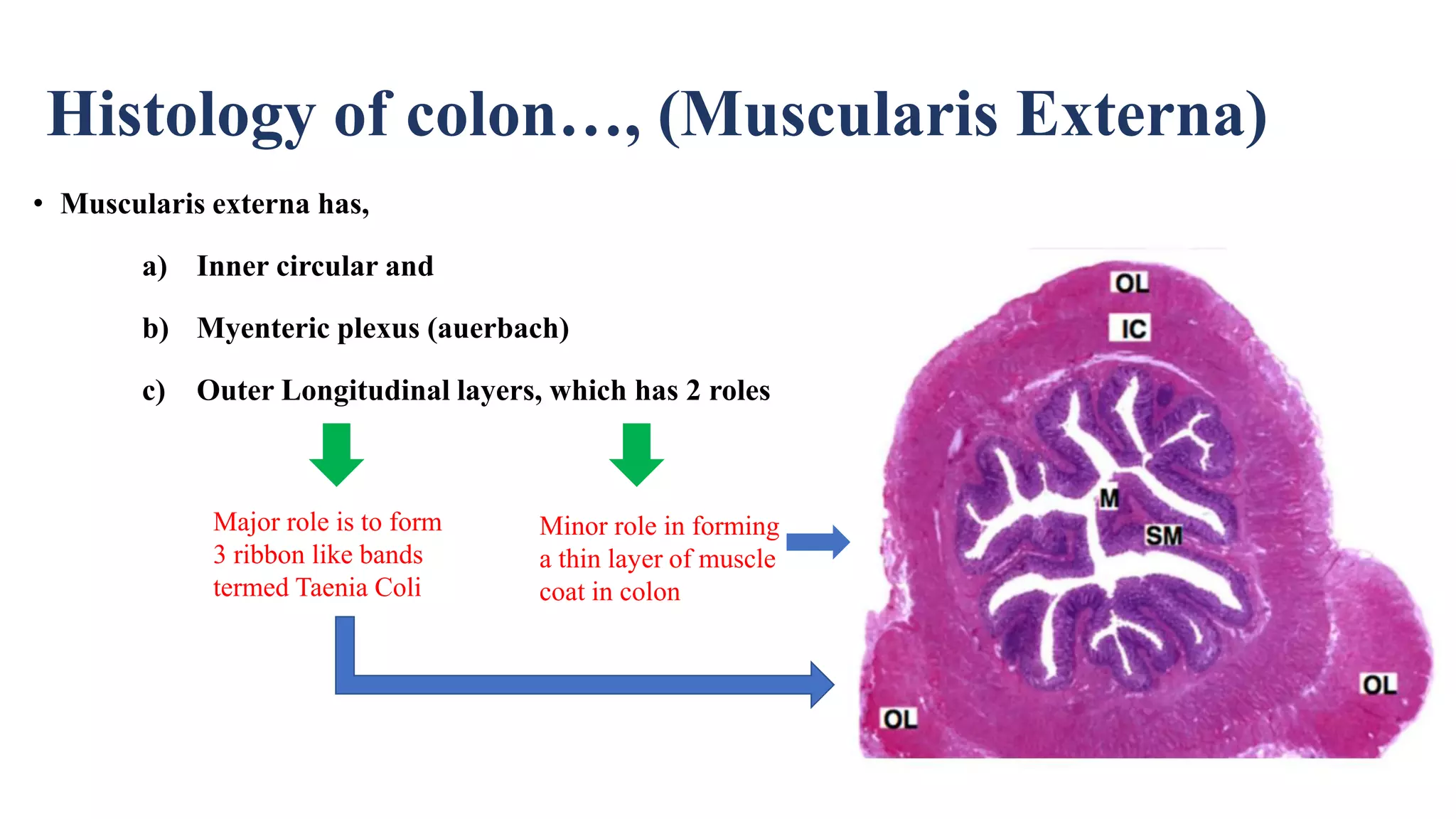 Colon anatomy | PPTX