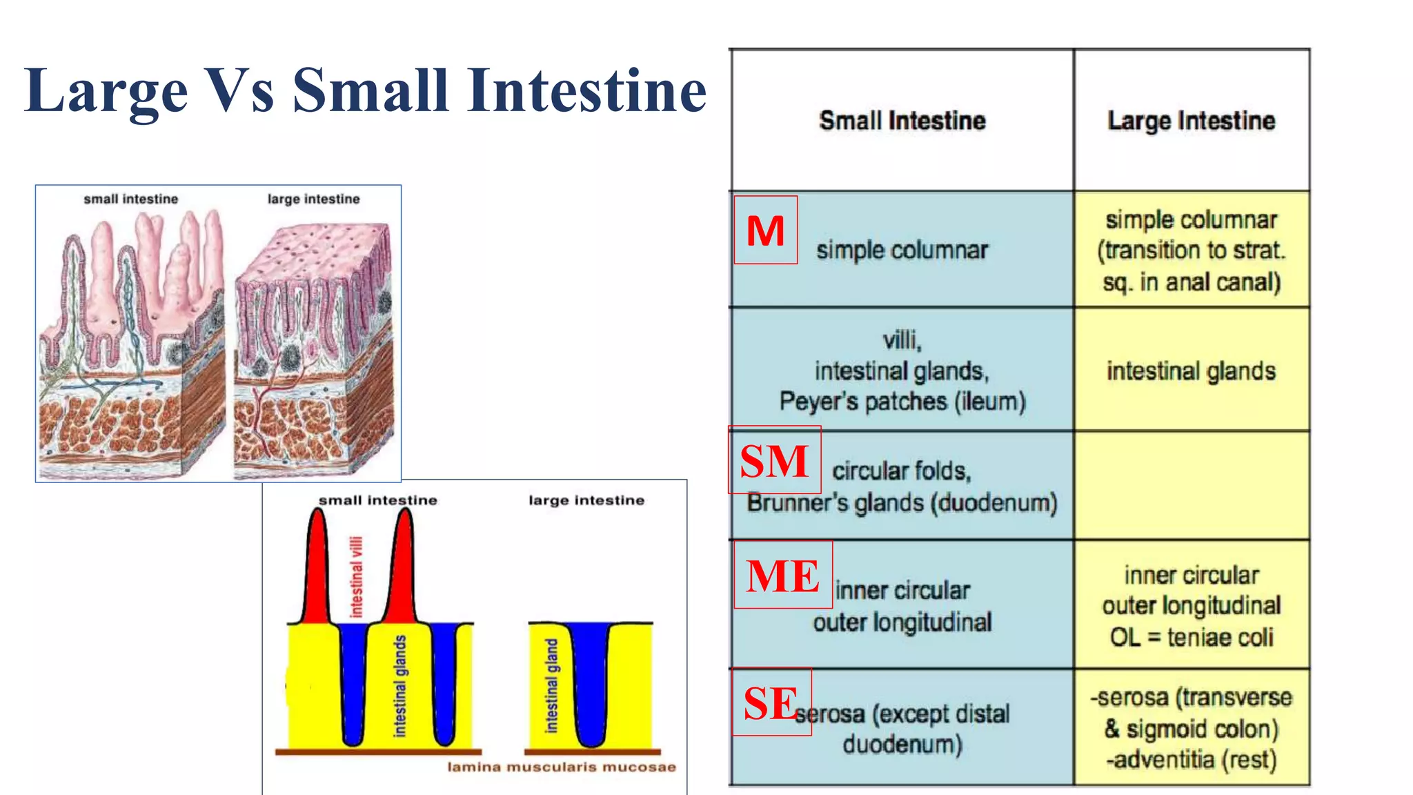 Colon anatomy | PPTX