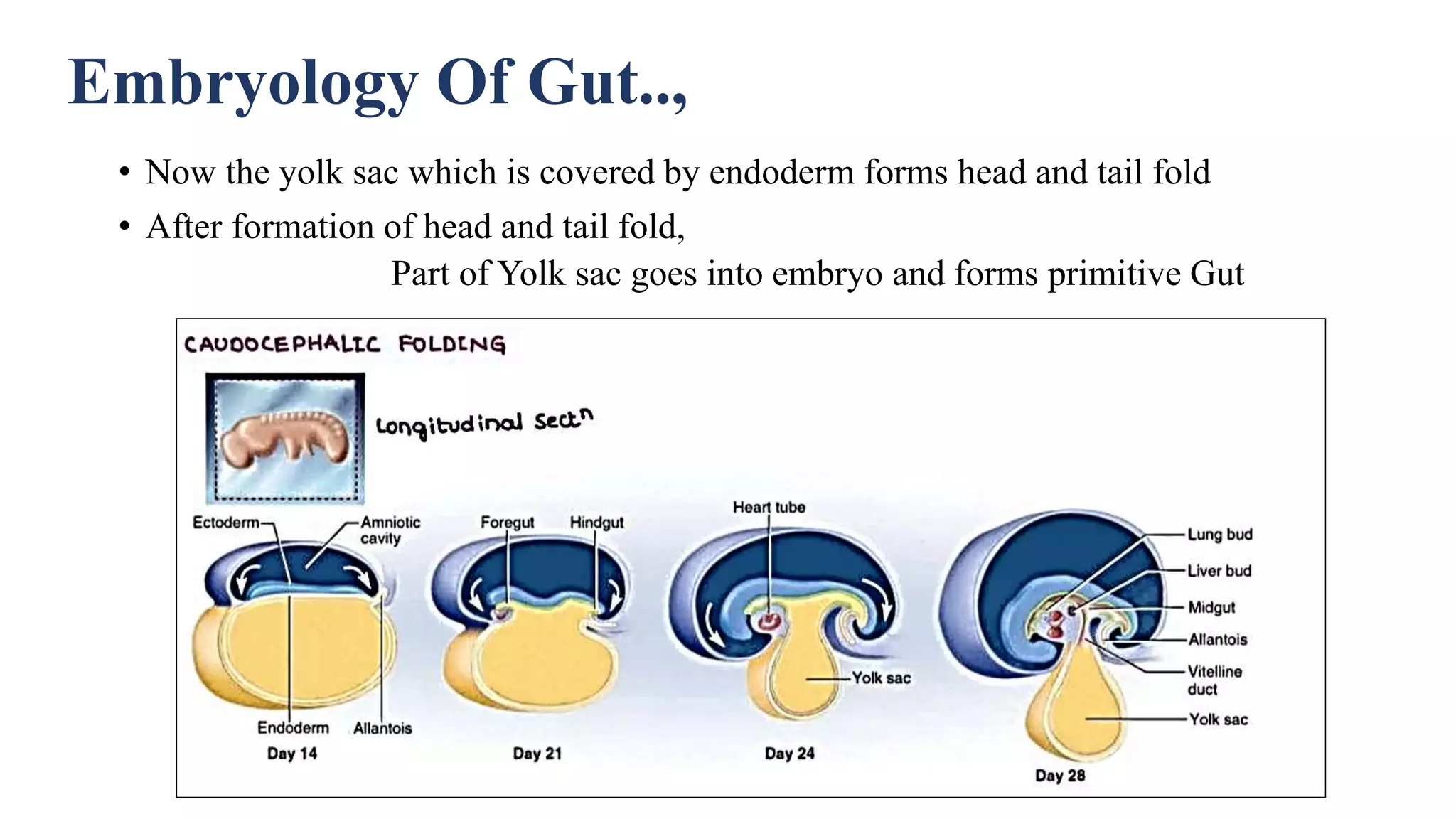 Colon anatomy | PPTX