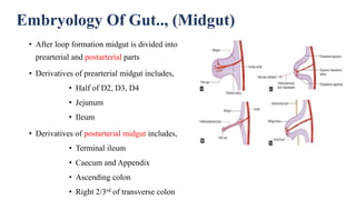 Colon anatomy | PPTX