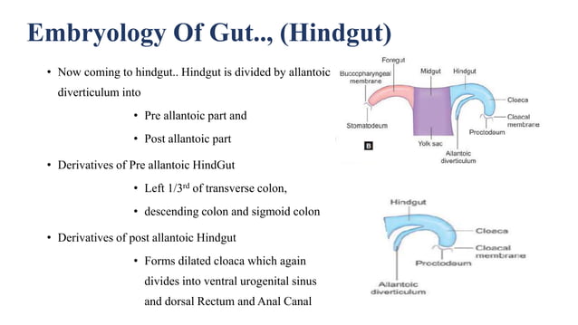 Colon anatomy | PPTX