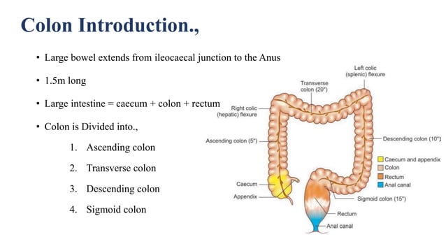 Colon anatomy | PPTX