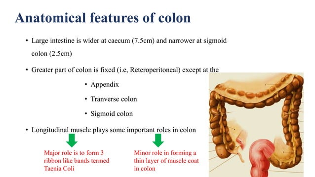 Colon anatomy | PPTX