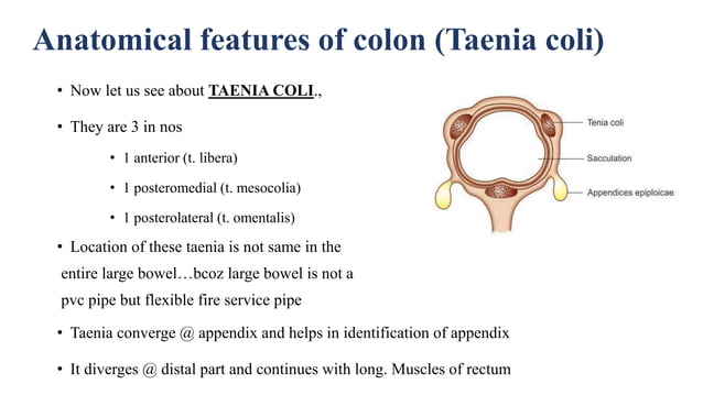 Colon anatomy | PPTX