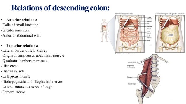 Colon anatomy | PPTX