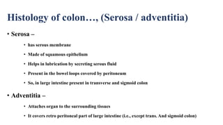 Colon anatomy | PPTX