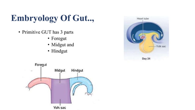 Colon anatomy | PPTX