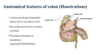 Colon anatomy | PPT