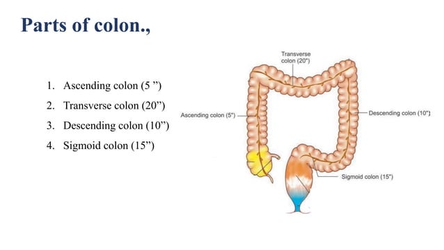 Colon anatomy
