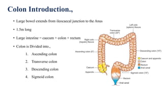Surgical Anatomy Of Sigmoid Colon