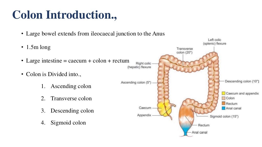 Colon anatomy