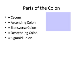 Colon_Anatomy_Presentation_With_Images.pptx