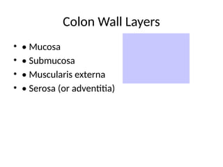 Colon_Anatomy_Presentation_With_Images.pptx