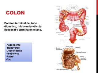 Colon anato y fisio andrea urbano | PPTX