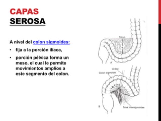 Colon anato y fisio andrea urbano | PPTX