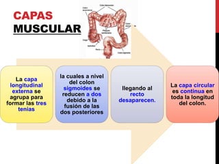 Colon anato y fisio andrea urbano | PPTX