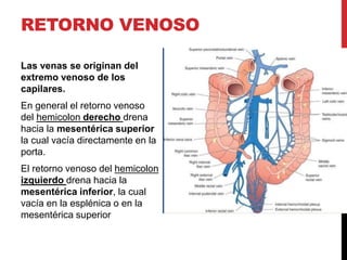 Colon anato y fisio andrea urbano | PPTX