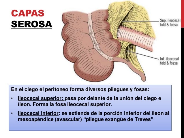 Colon anato y fisio andrea urbano