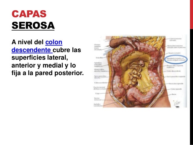 Colon anato y fisio andrea urbano