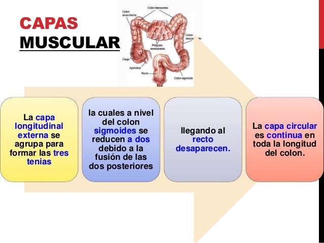 Colon anato y fisio andrea urbano