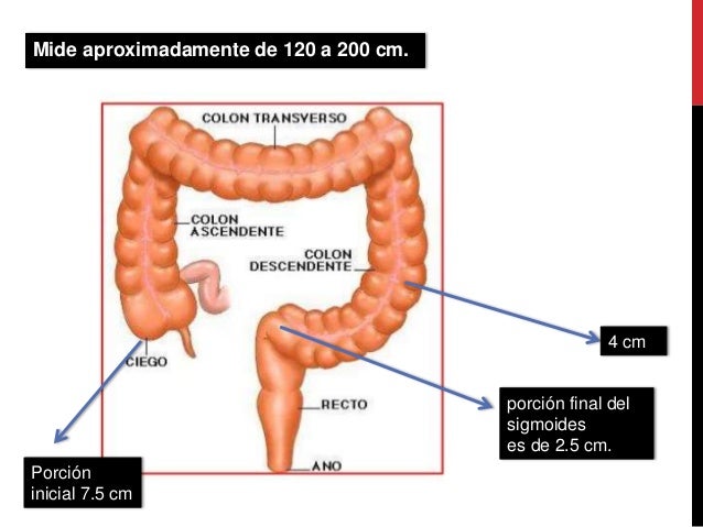 Colon anato y fisio andrea urbano