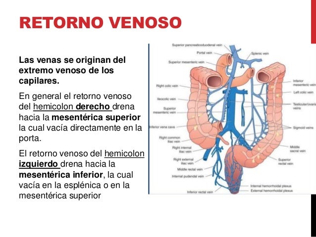 Colon anato y fisio andrea urbano