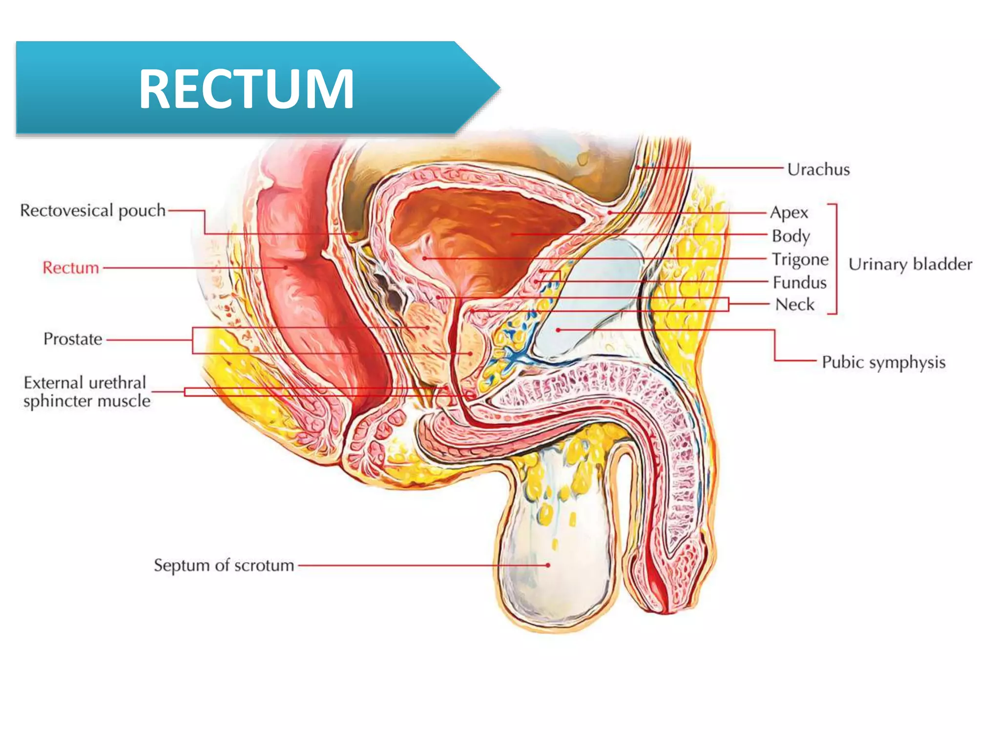 Colon and Rectum Surgical Anatomy and Physiology | PPTX