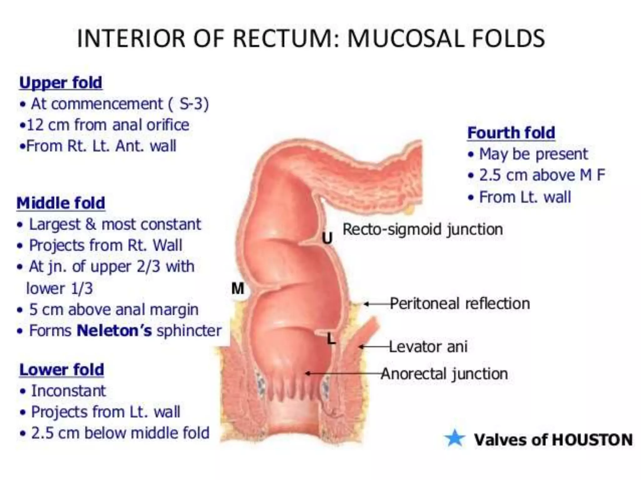 Colon and Rectum Surgical Anatomy and Physiology | PPTX