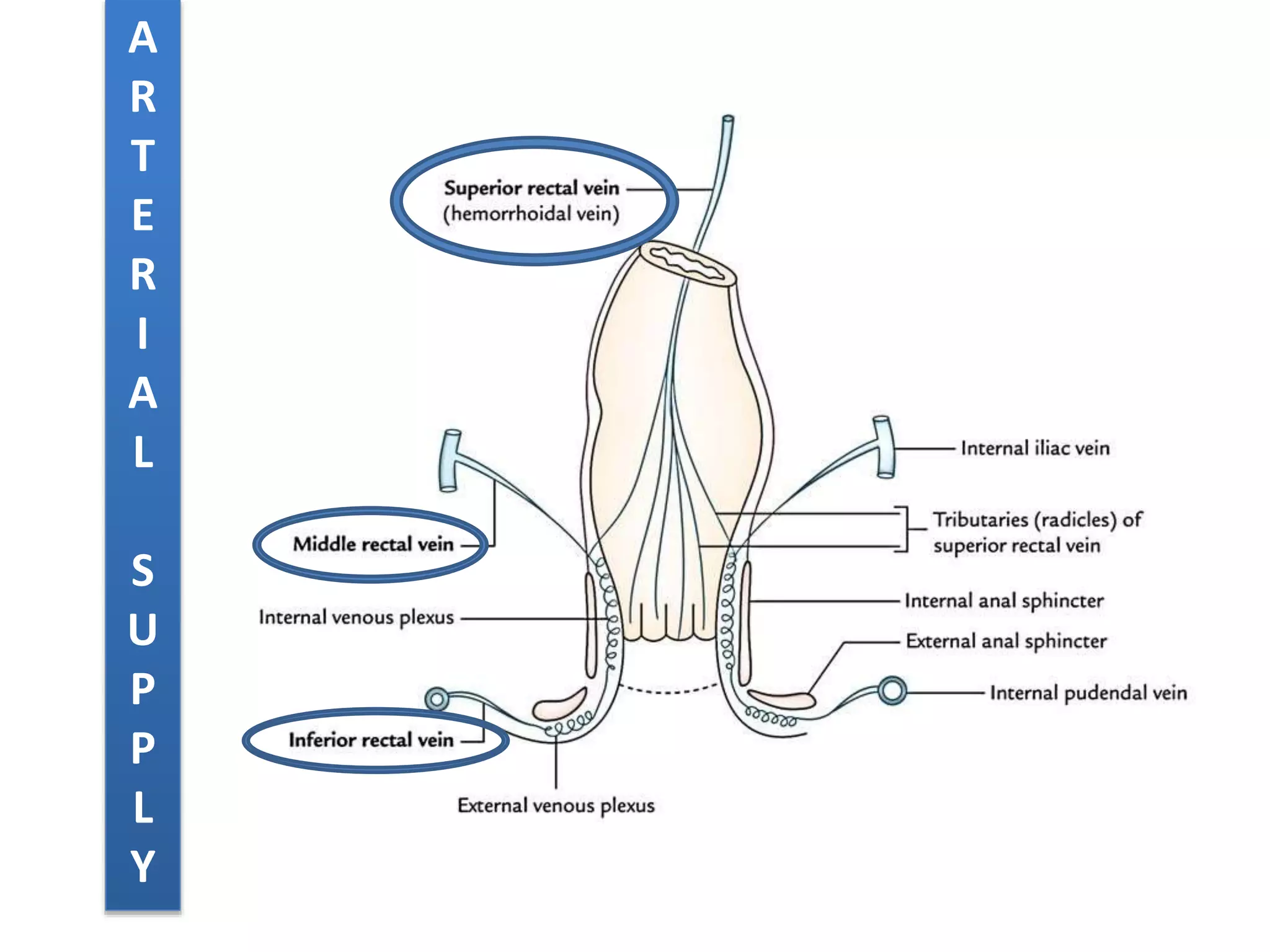 Colon and Rectum Surgical Anatomy and Physiology | PPTX