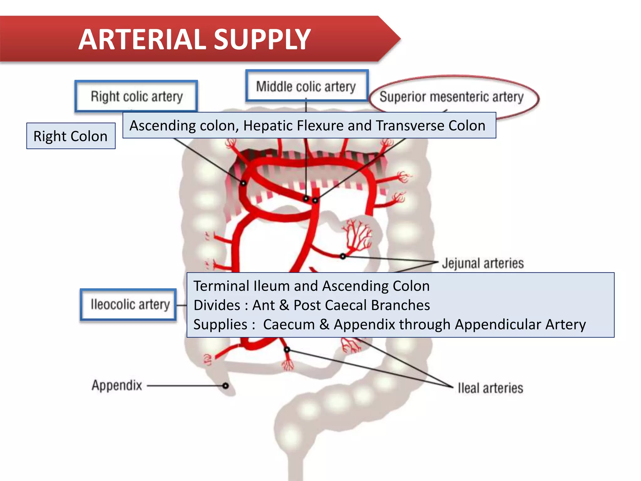 Colon and Rectum Surgical Anatomy and Physiology | PPTX