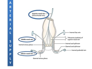 Colon and Rectum Surgical Anatomy and Physiology | PPTX