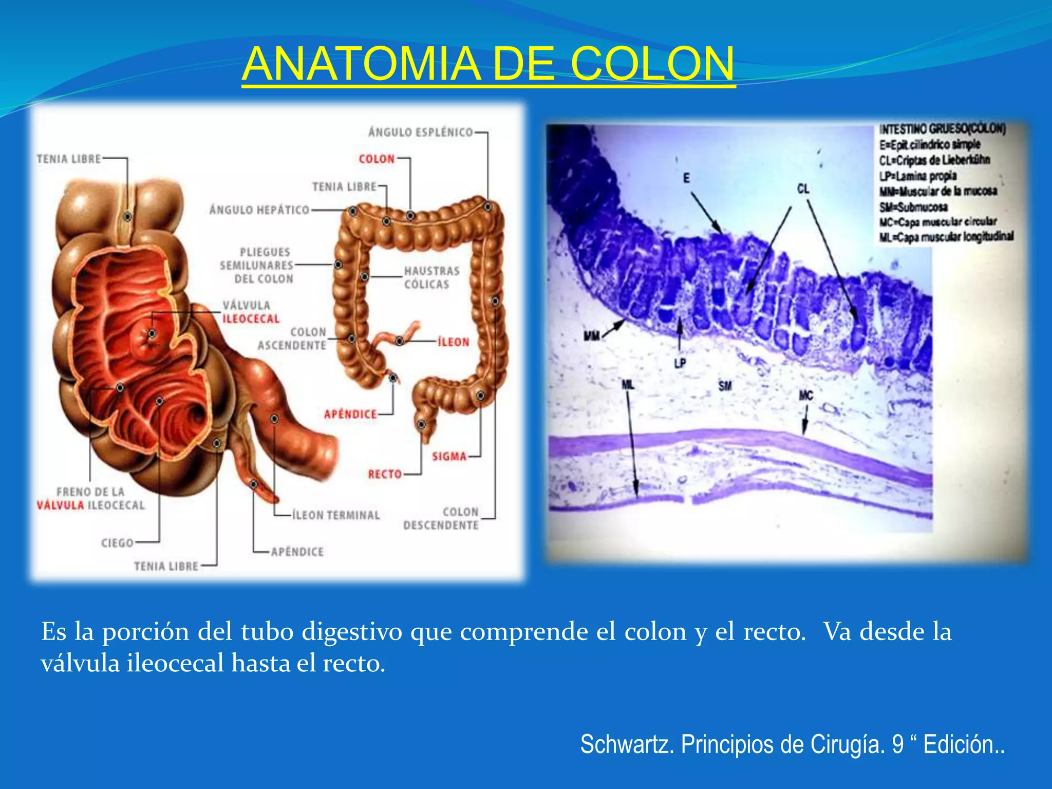 Colon, ano y recto desiree velasquez | PPT