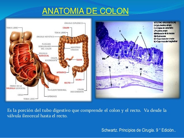 Colon, ano y recto desiree velasquez