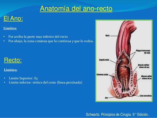 Colon, ano y recto desiree velasquez Colon, ano y recto desiree velasquez