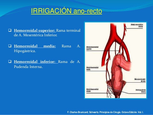 Colon, ano y recto desiree velasquez