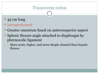 Colon ap 7-21-10 | PPT