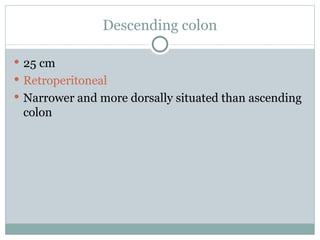 Colon ap 7-21-10 | PPT