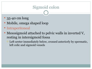 Colon ap 7-21-10 | PPT