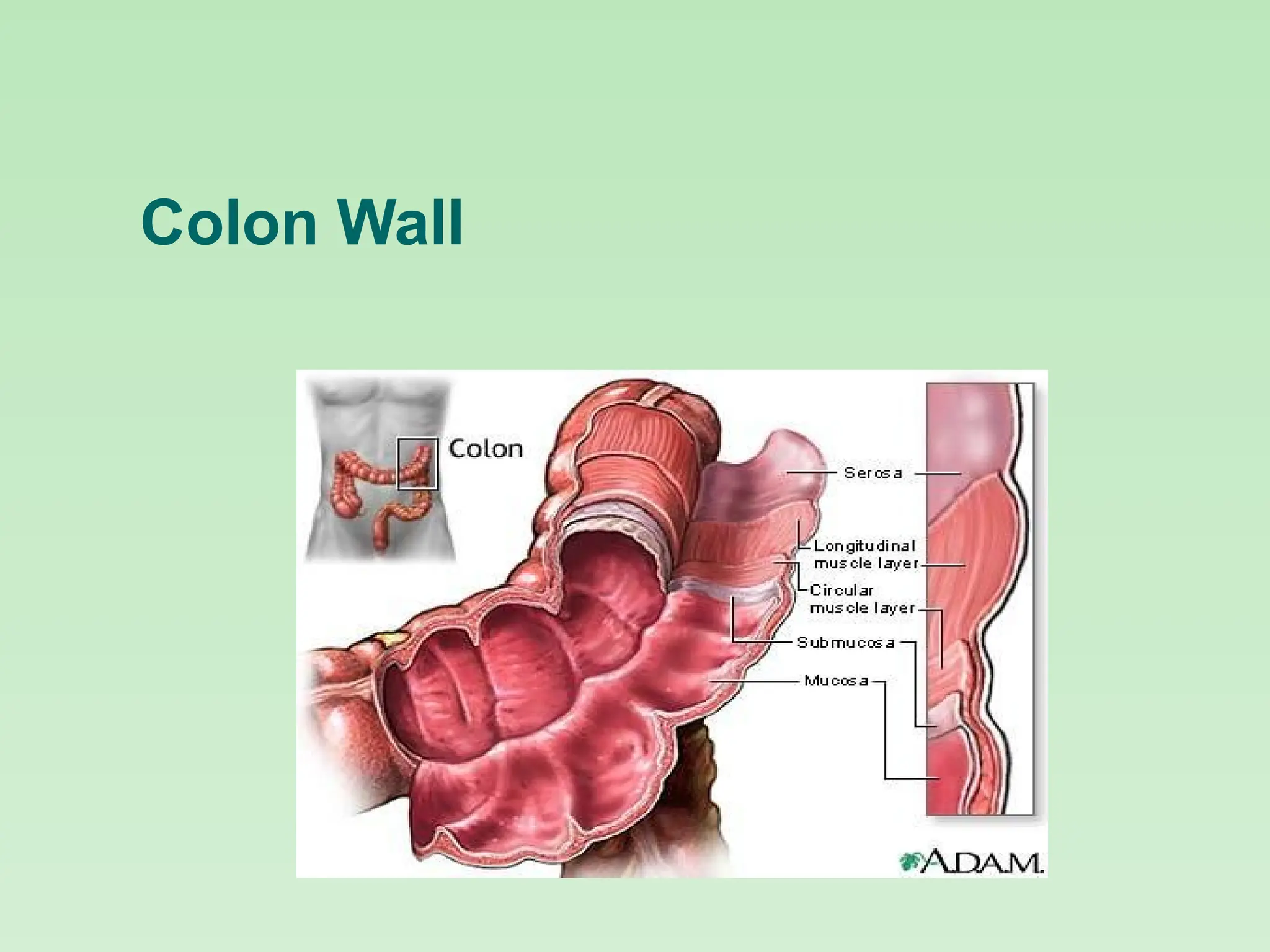 Colon cancer pathophysiology slideshow.ppt.pptx