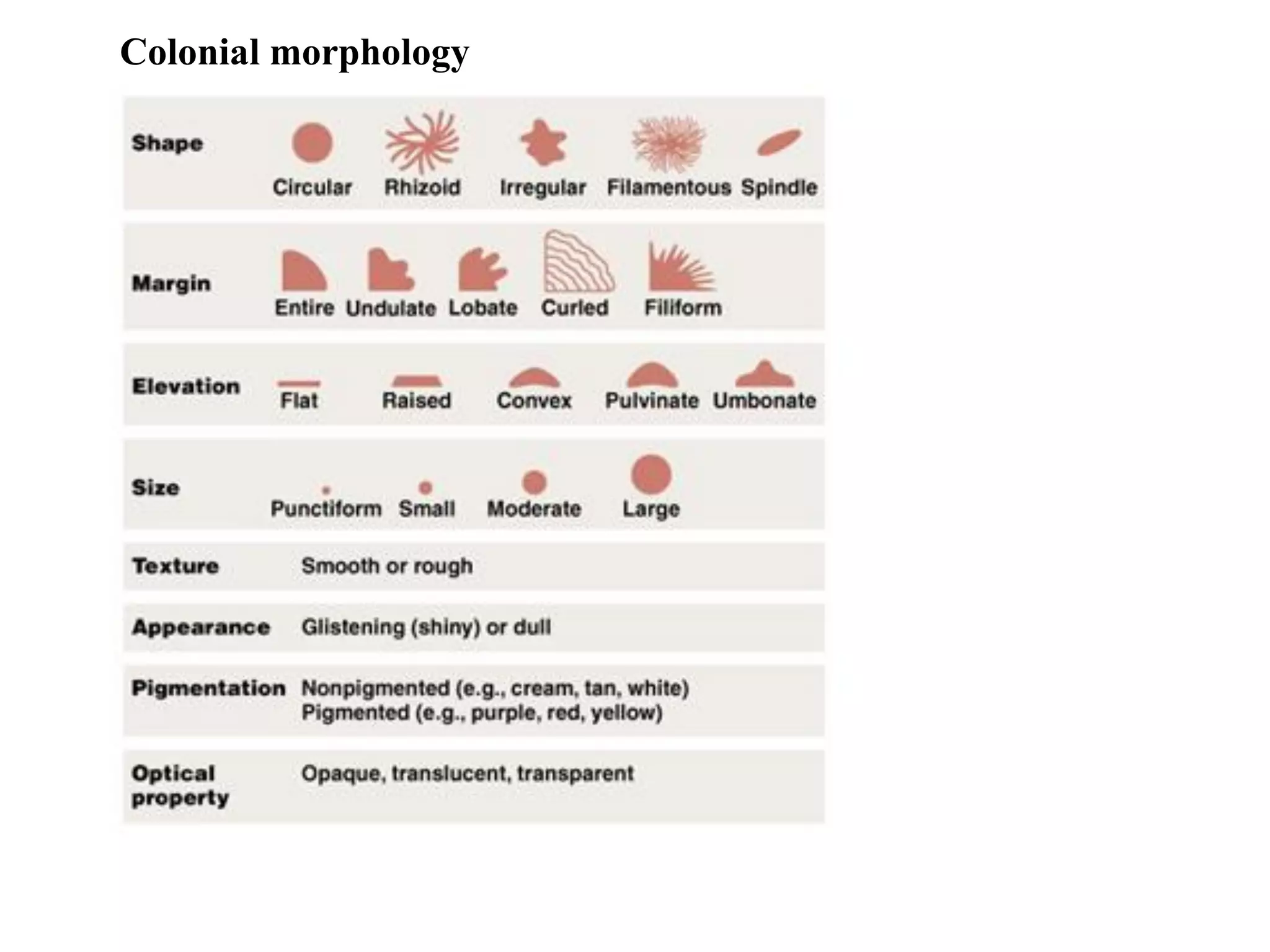 Colonial morphology | PDF