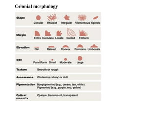 Colonial morphology | PDF