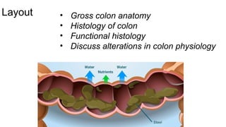 colon physiology and surgical application | PPT